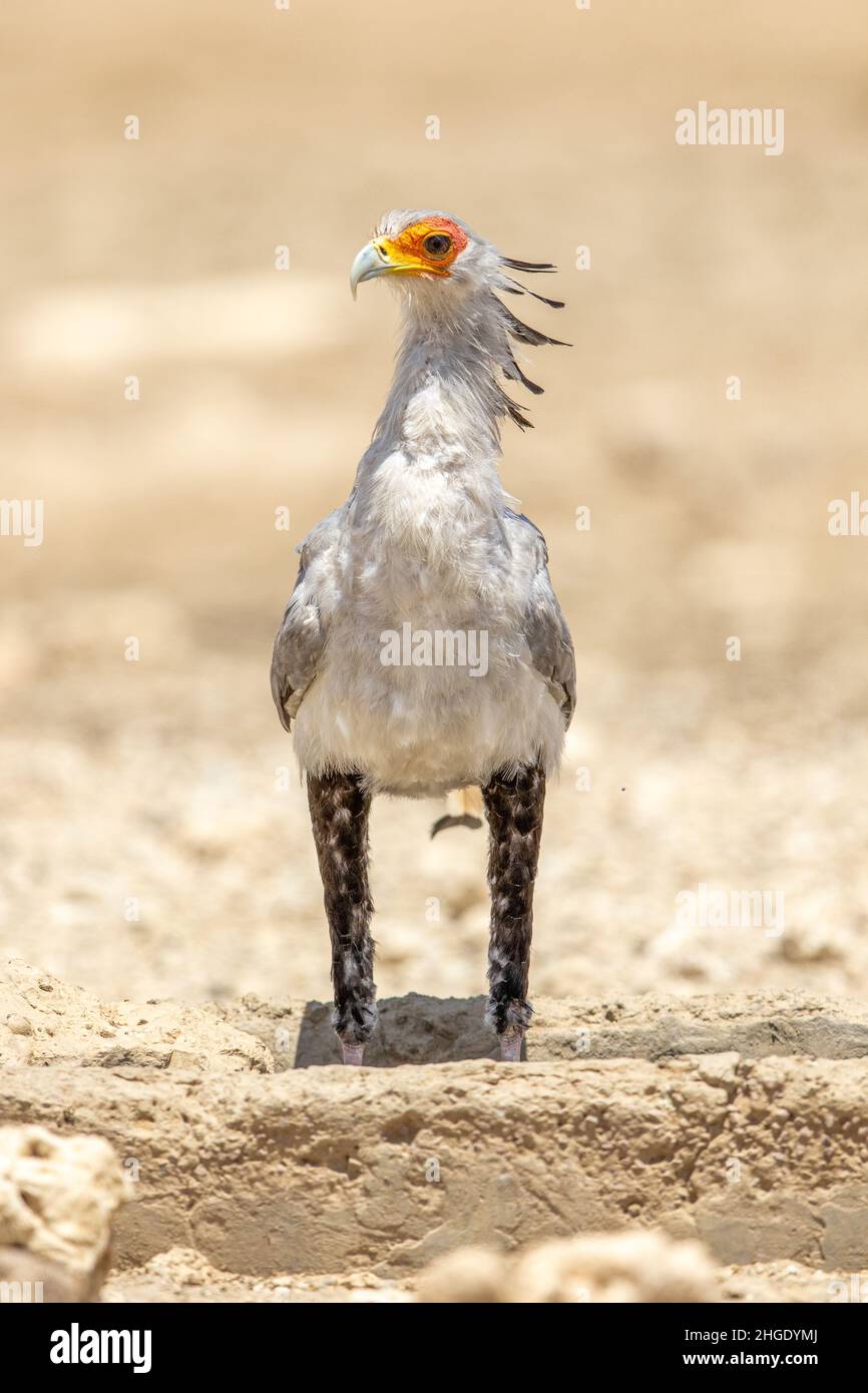 Secretary with legs hi-res stock photography and images - Alamy