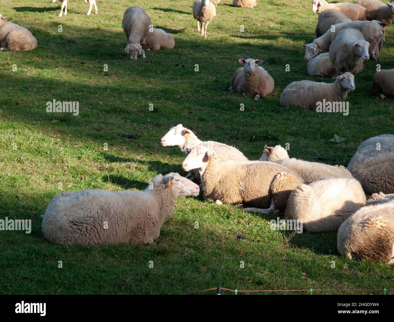 Sheep farming, feeding, milking, dairy Stock Photo - Alamy