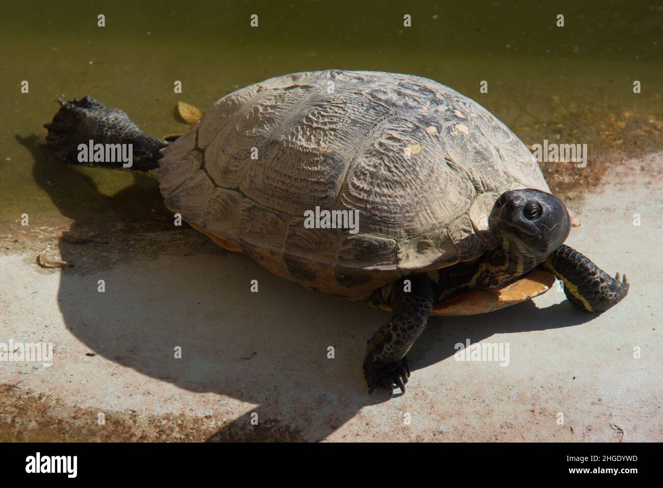 Turtle in botanic garden of Nantes in France,Europe Stock Photo - Alamy