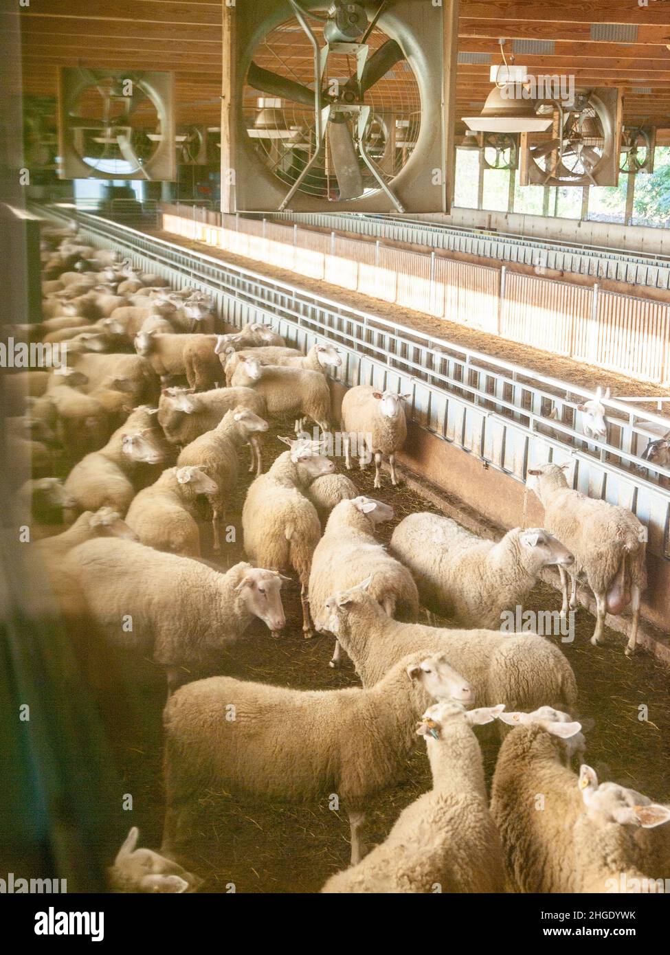 Sheep farming, feeding, milking, dairy Stock Photo - Alamy