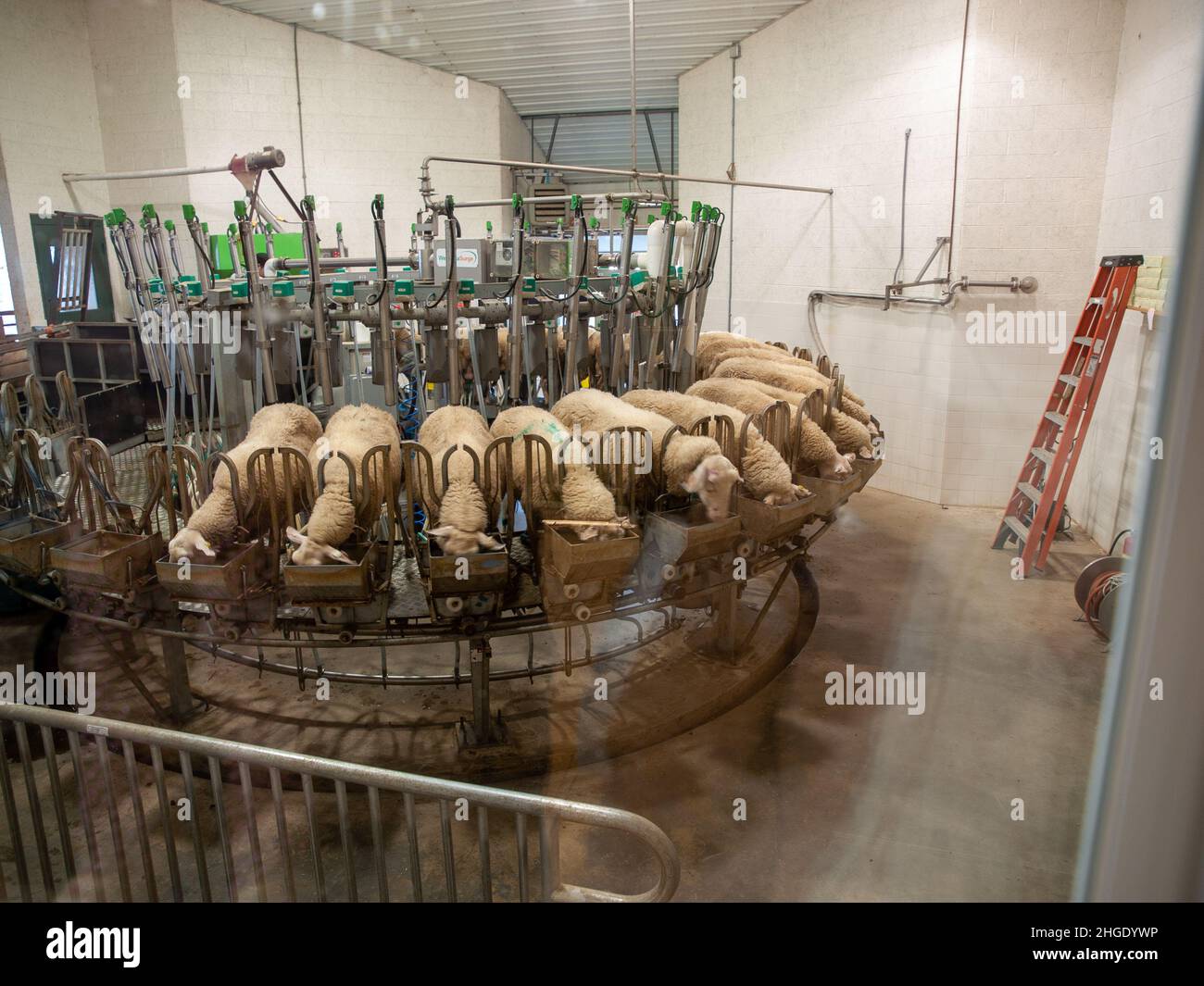 Sheep farming, feeding, milking, dairy Stock Photo - Alamy