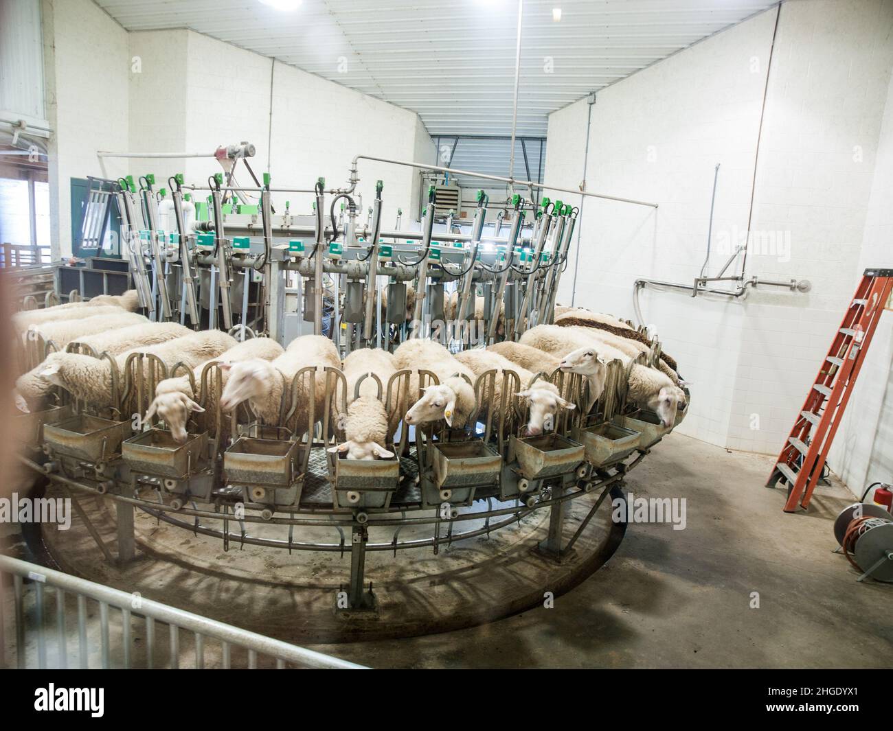 Sheep farming, feeding, milking, dairy Stock Photo - Alamy