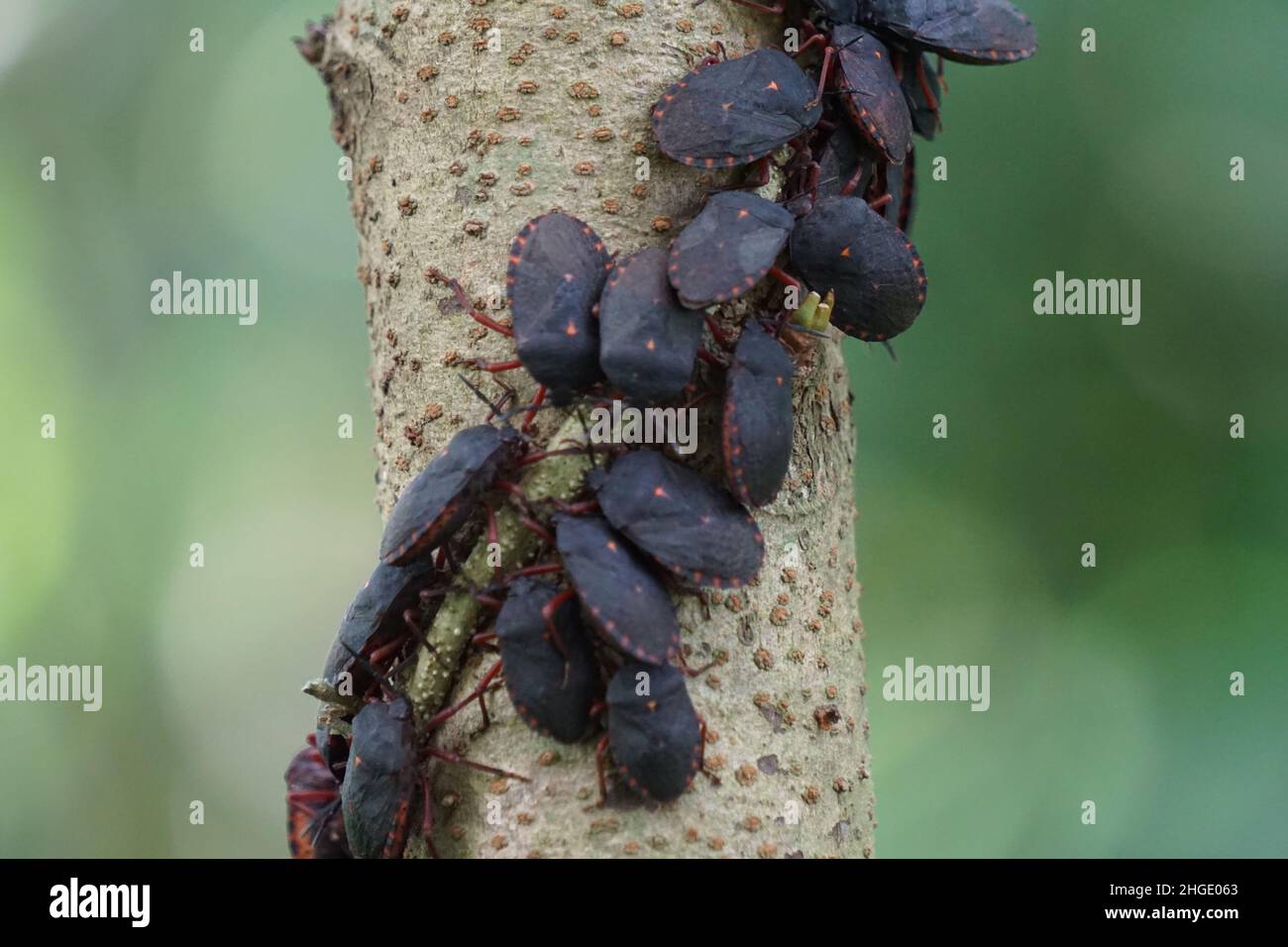 Lembing hitam hi-res stock photography and images - Alamy