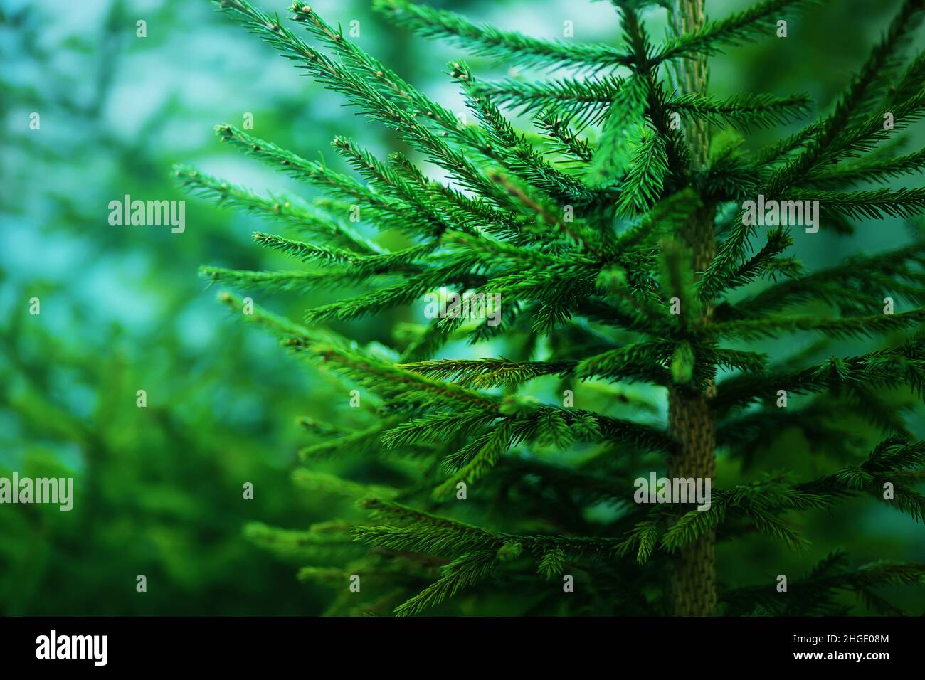 Beautiful green fir trees with lush branches grow in a dense forest in ...
