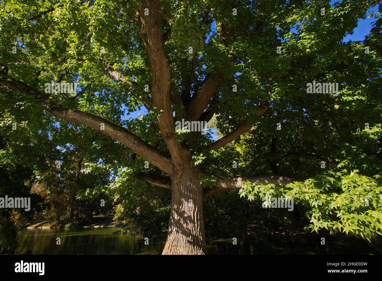 Big tree in park Jardin Public in Bordeaux,France Stock Photo - Alamy