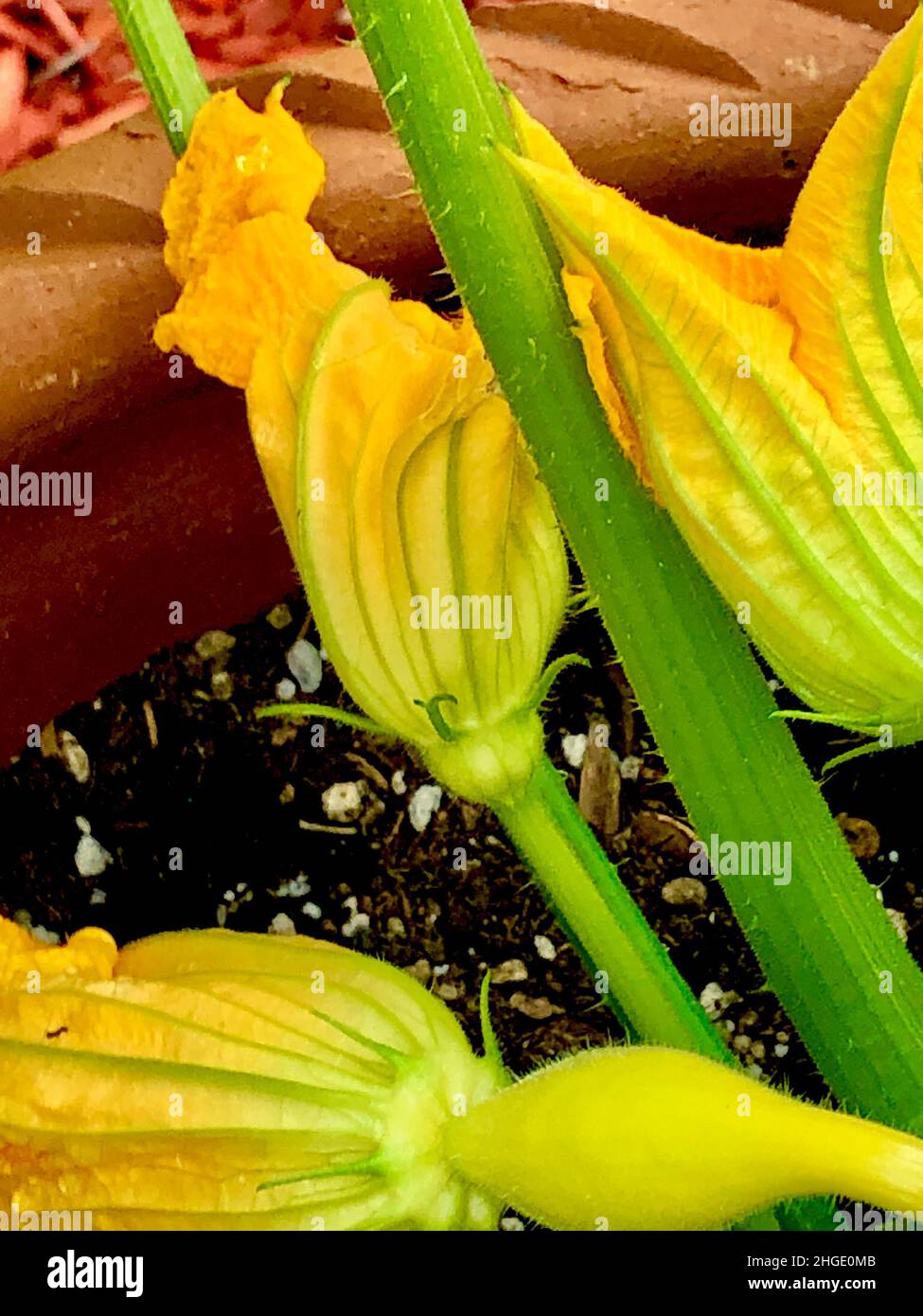 Courgette plant squash blossom hi-res stock photography and images - Alamy