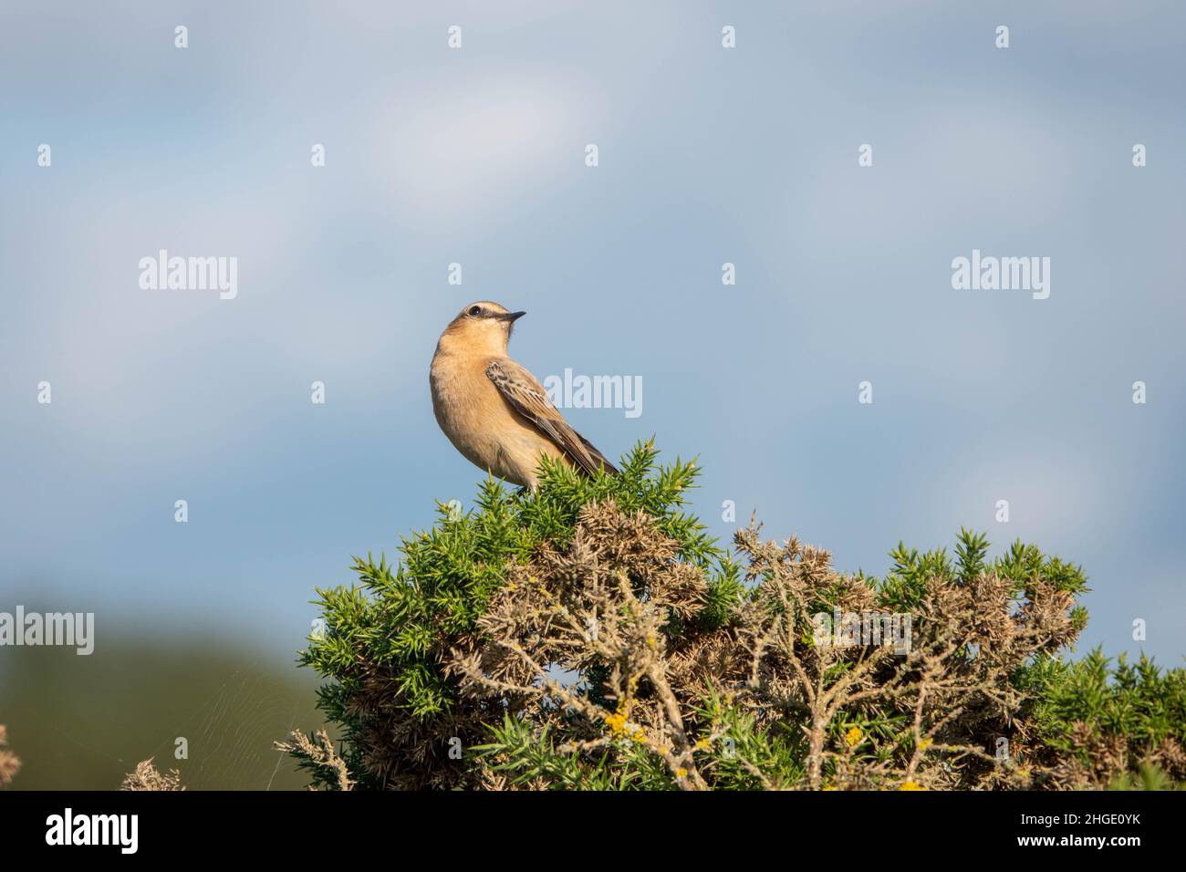 Greenland wheatear hi-res stock photography and images - Alamy