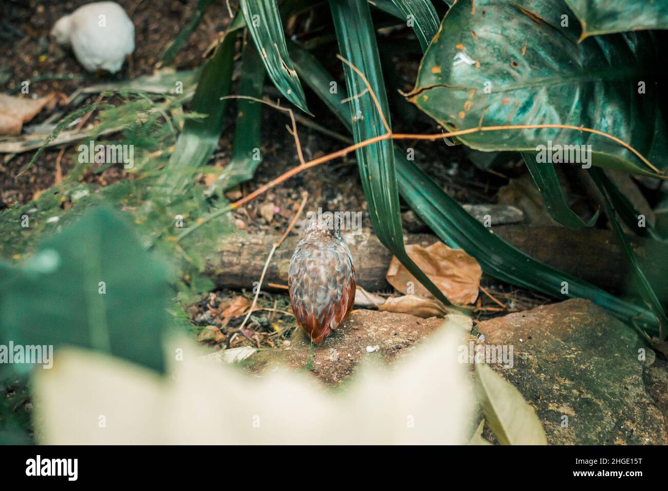 Chinese painted quail hiding in the bushes in a tropical garden in ...