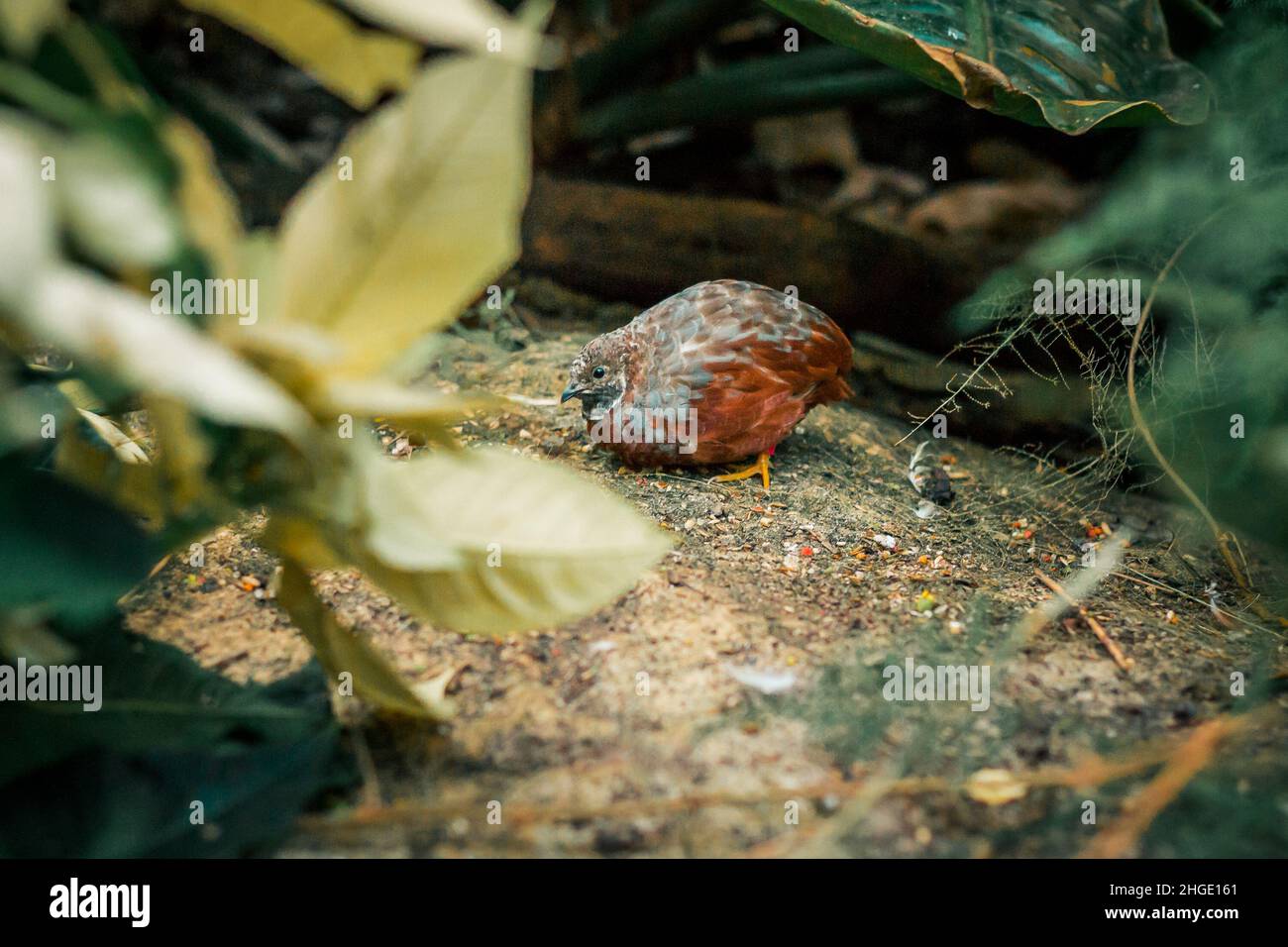 Chinese painted quail hiding in the bushes in a tropical garden Stock ...