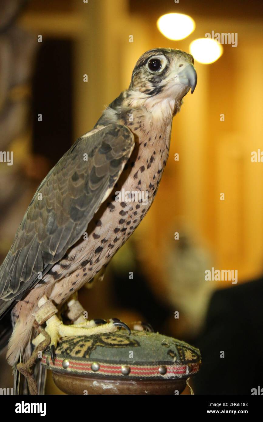 A close-up of a Lanner Falcon Stock Photo - Alamy