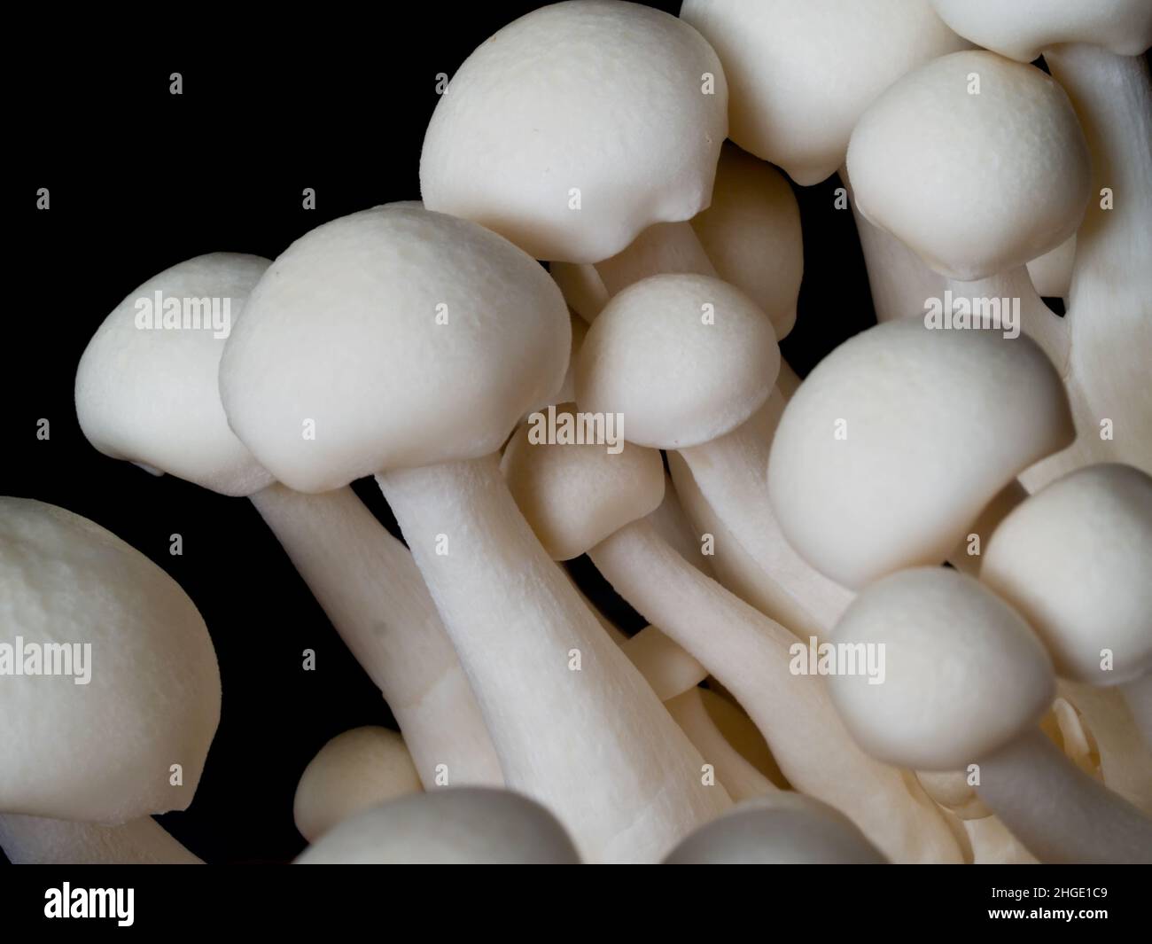 Hon shimeji mushroom hi-res stock photography and images - Alamy