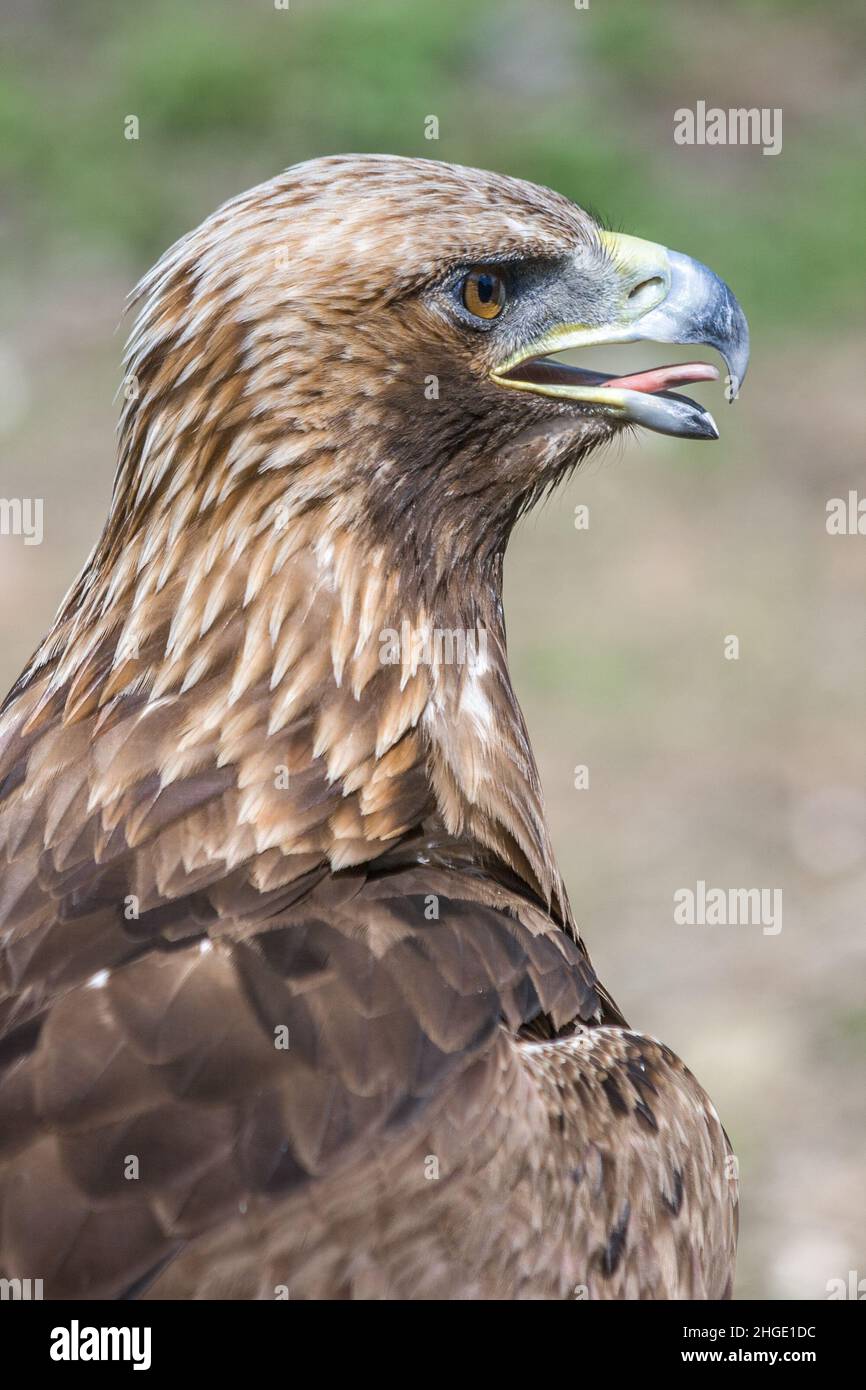 The golden eagle (Aquila chrysaetos), detail of bird of prey Stock ...