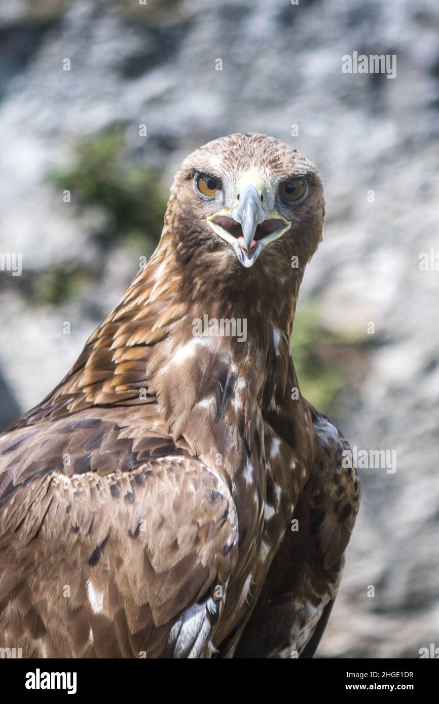 The golden eagle (Aquila chrysaetos), detail of bird of prey Stock ...