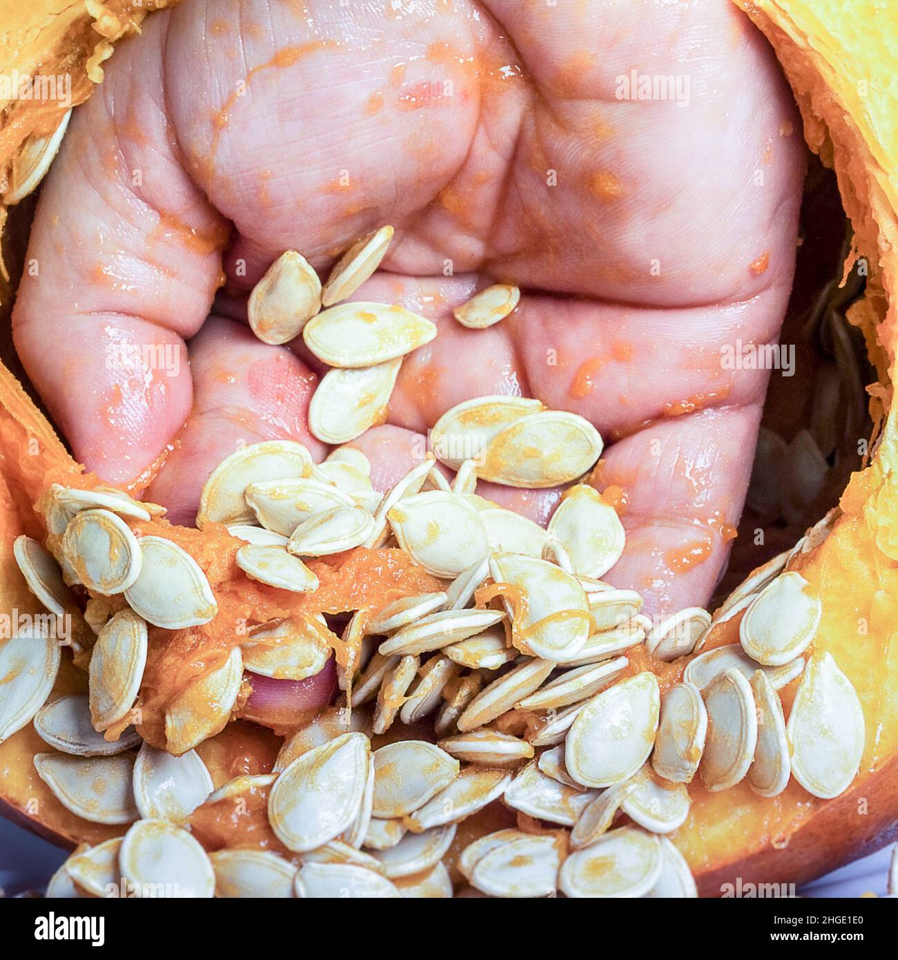 Hand scooping Raw pumpkin seeds and pulp Stock Photo - Alamy