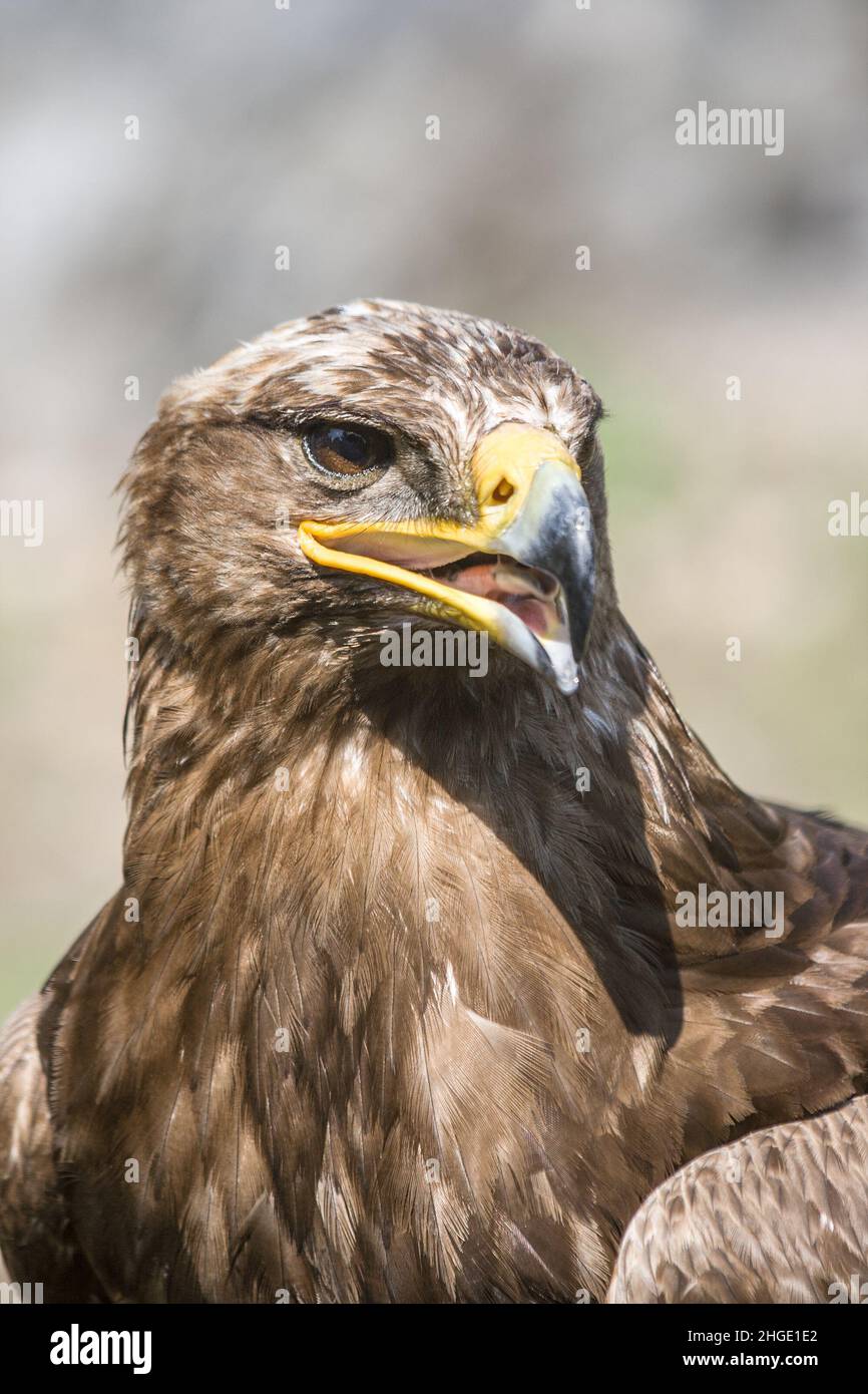 The golden eagle (Aquila chrysaetos), detail of bird of prey Stock ...