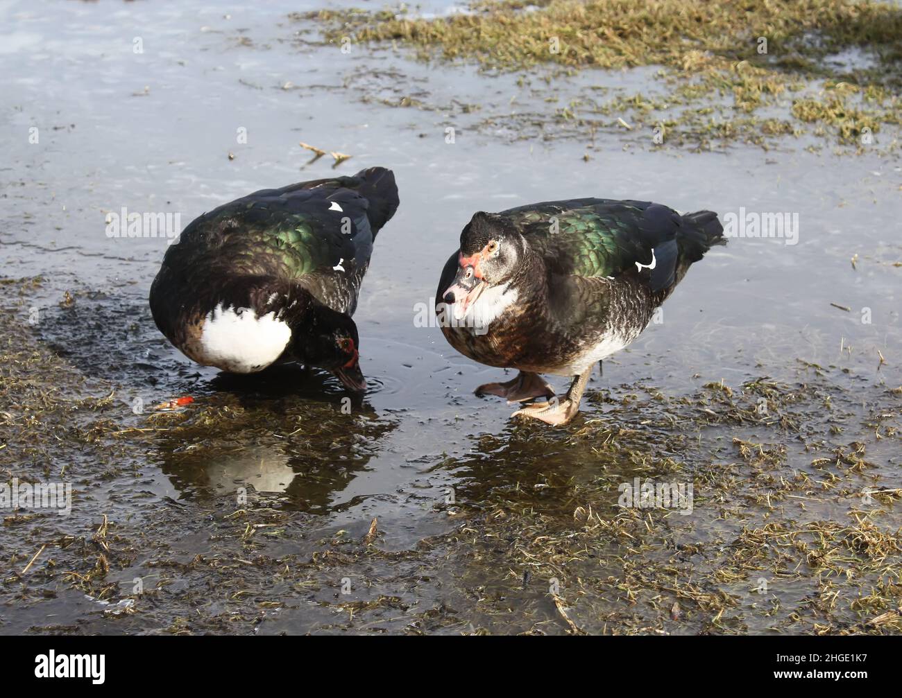 Domestic duck on farm yard background. Vintage effect style Stock Photo ...