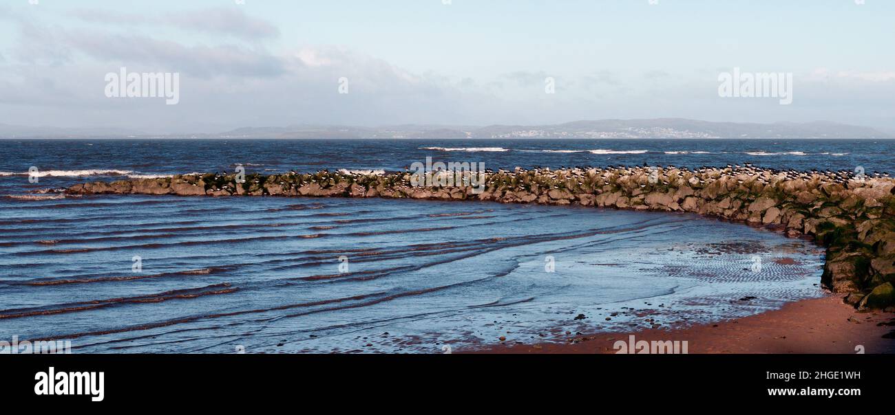 Colony of Oyster Catchers of a rock groin in Morecambe Bay, Lancashire ...