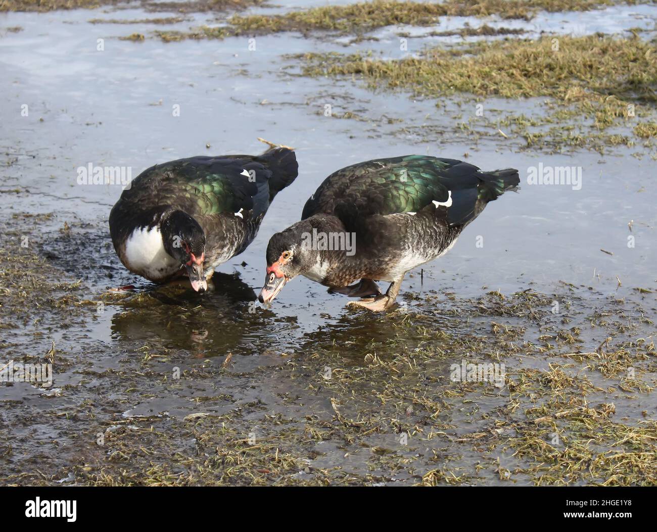 Domestic duck on farm yard background. Vintage effect style Stock Photo ...