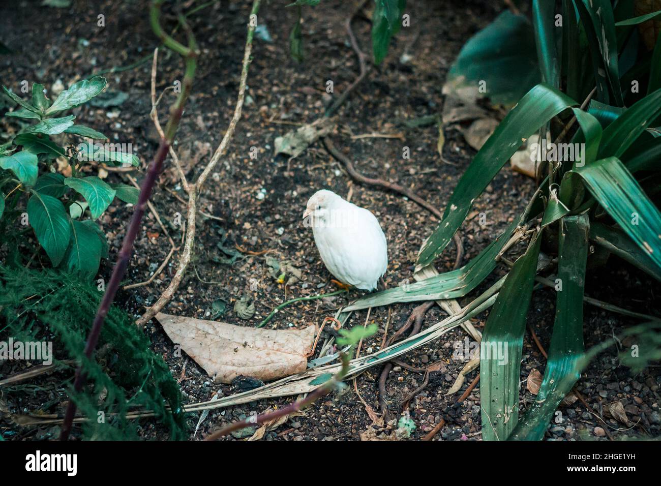 Small quail hiding in a bush in the tropical garden greenhouse Stock ...