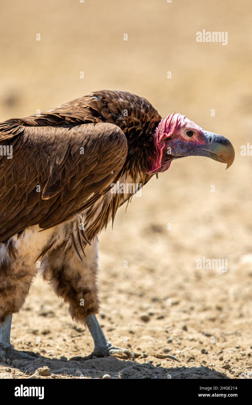 Lappet Faced Vulture in the Kgalagadi Stock Photo - Alamy