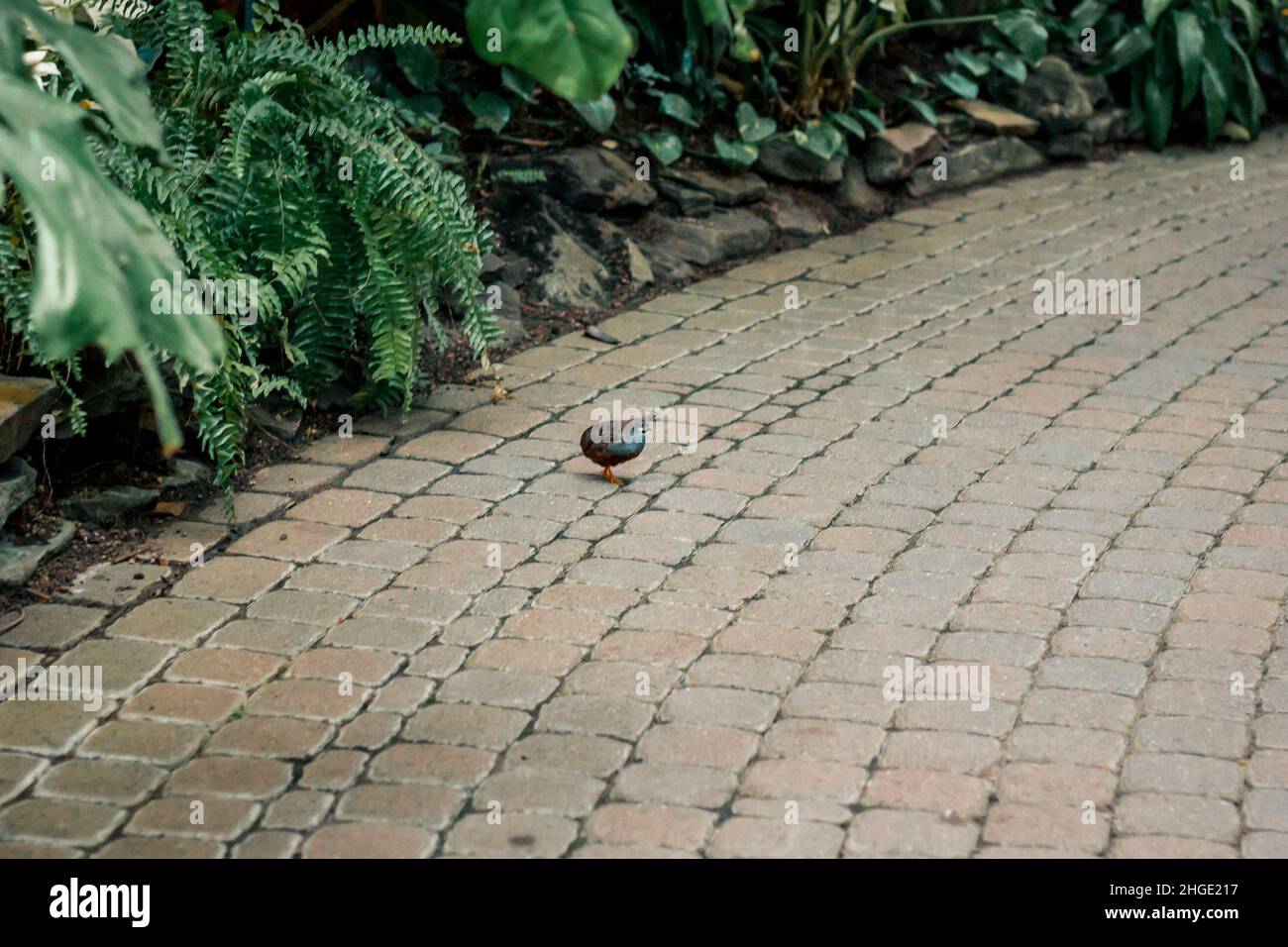 Small quail running along a path in the tropical garden Stock Photo - Alamy