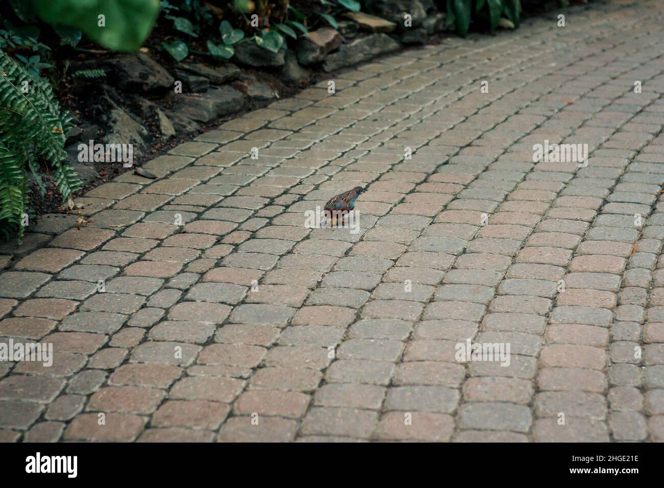 Small quail running along a path in the tropical greenhouse Stock Photo ...