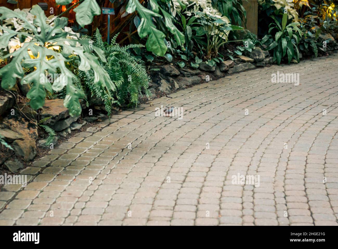 Small quail running along a path Stock Photo - Alamy