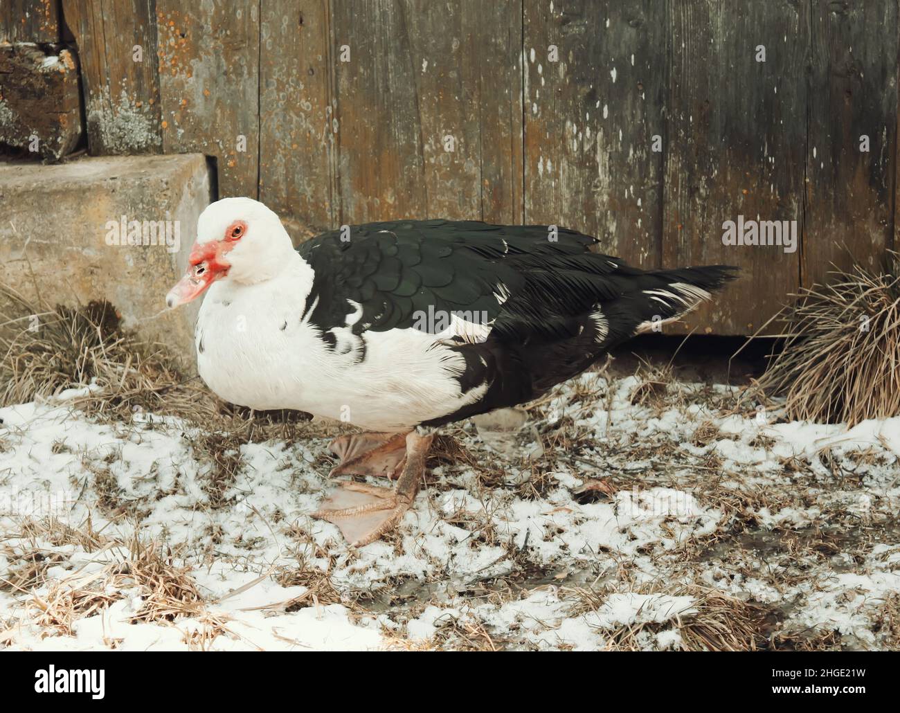 Domestic duck on farm yard background. Vintage effect style Stock Photo ...