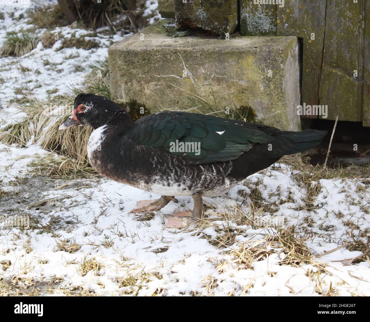 Domestic duck on farm yard background. Vintage effect style Stock Photo ...