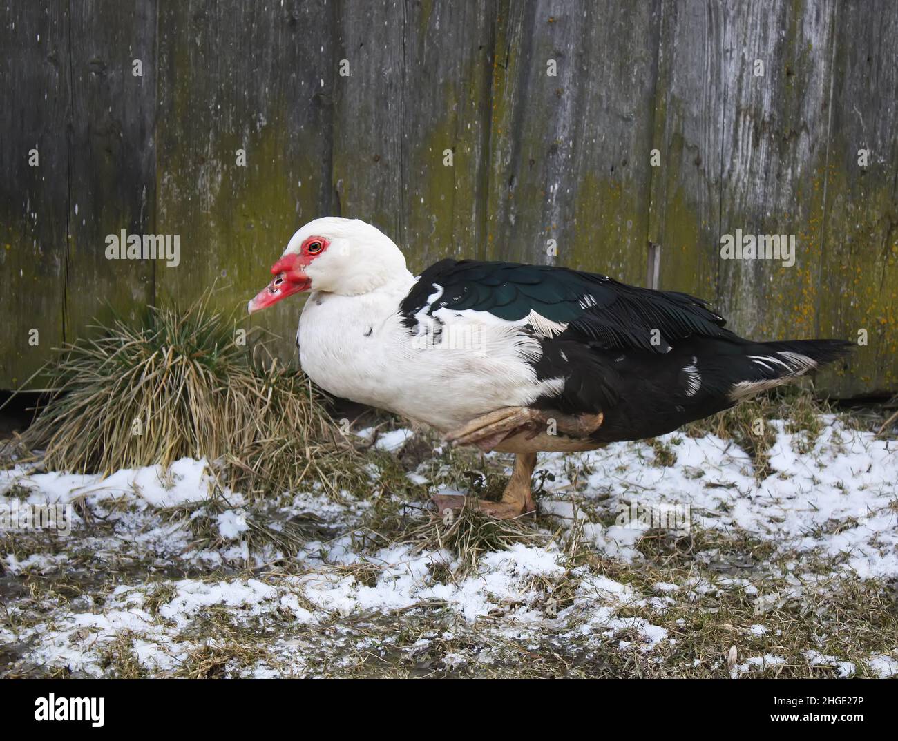 Domestic duck on farm yard background. Vintage effect style Stock Photo ...