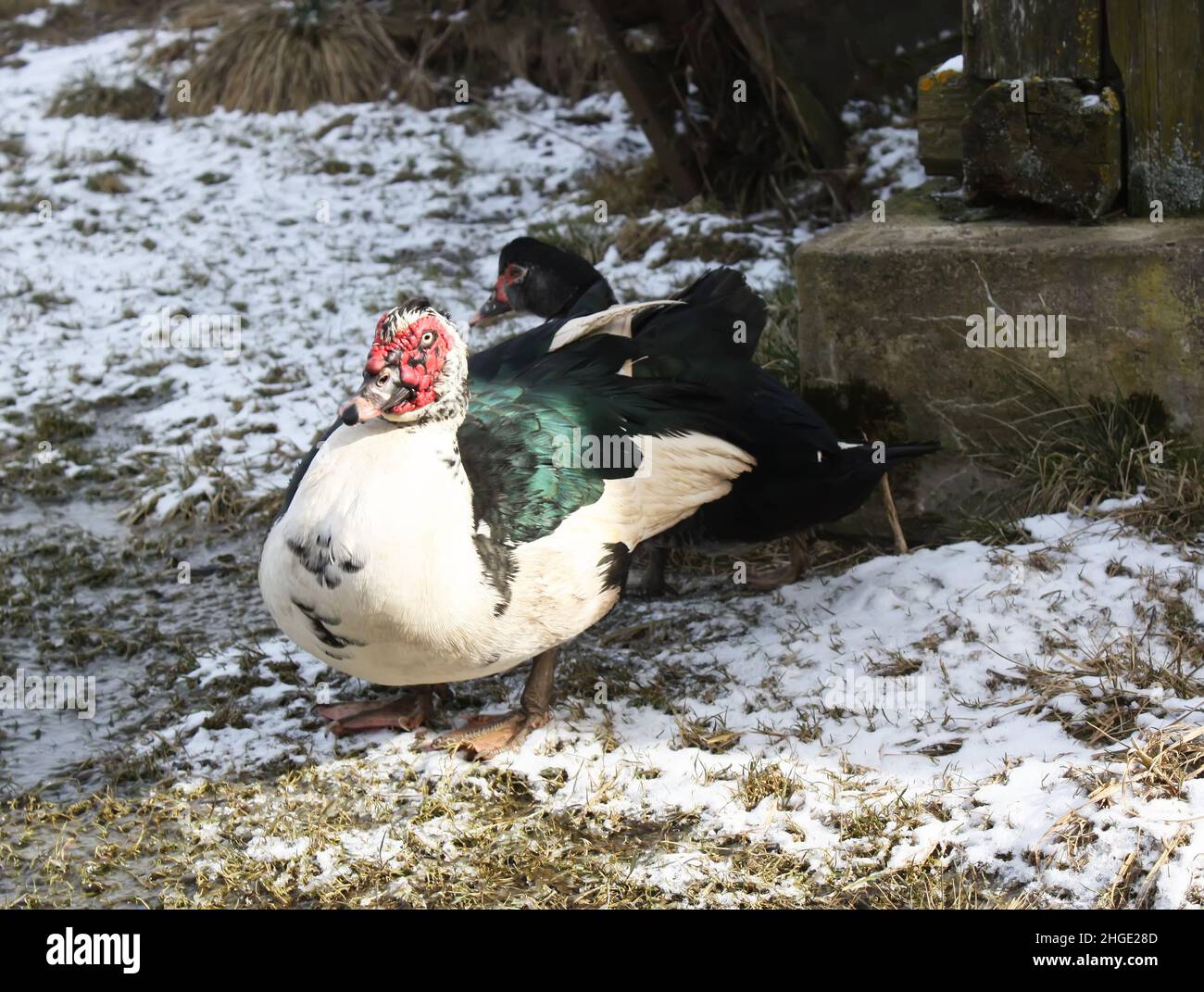 Domestic duck on farm yard background. Vintage effect style Stock Photo ...