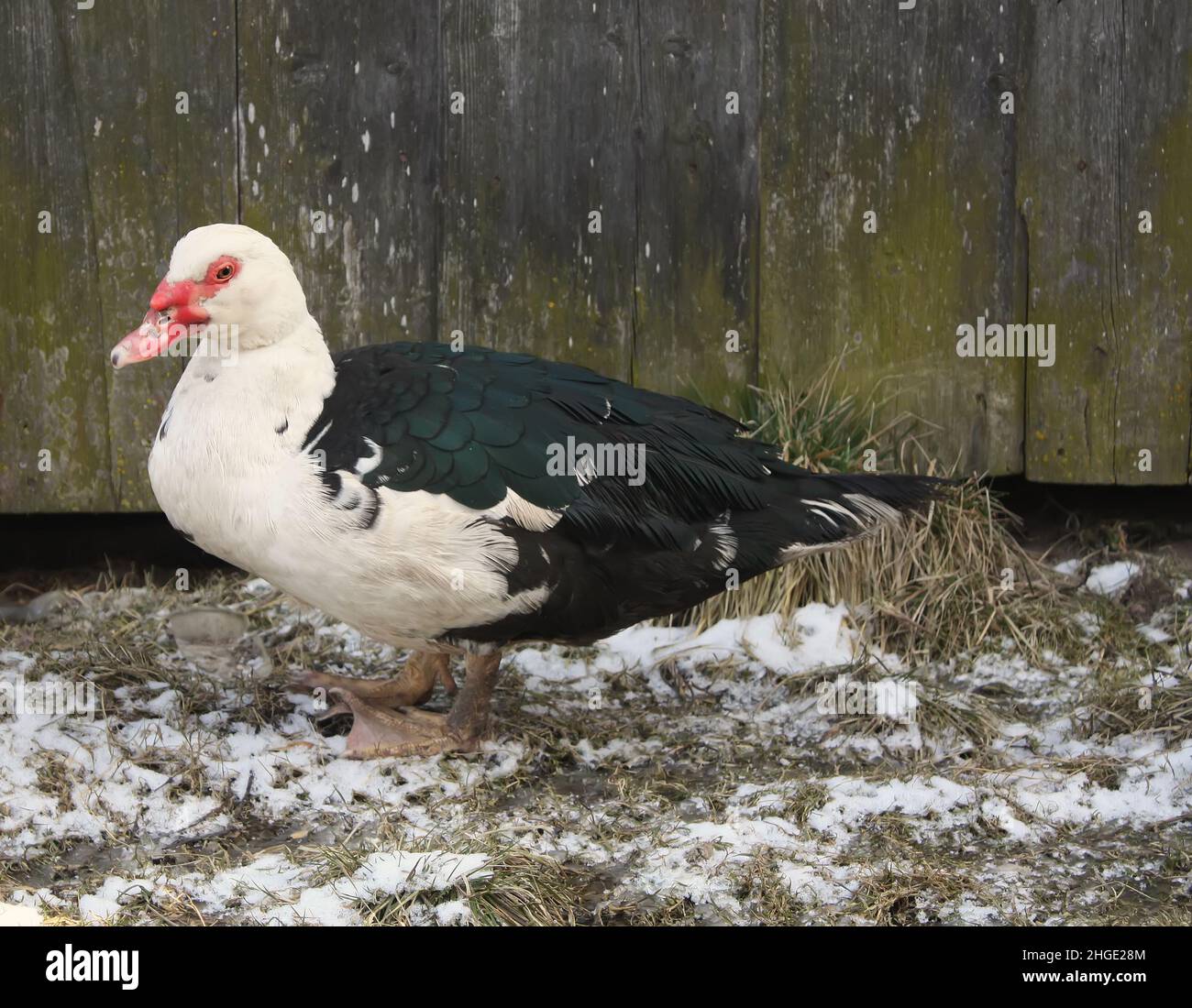 Domestic duck on farm yard background. Vintage effect style Stock Photo ...