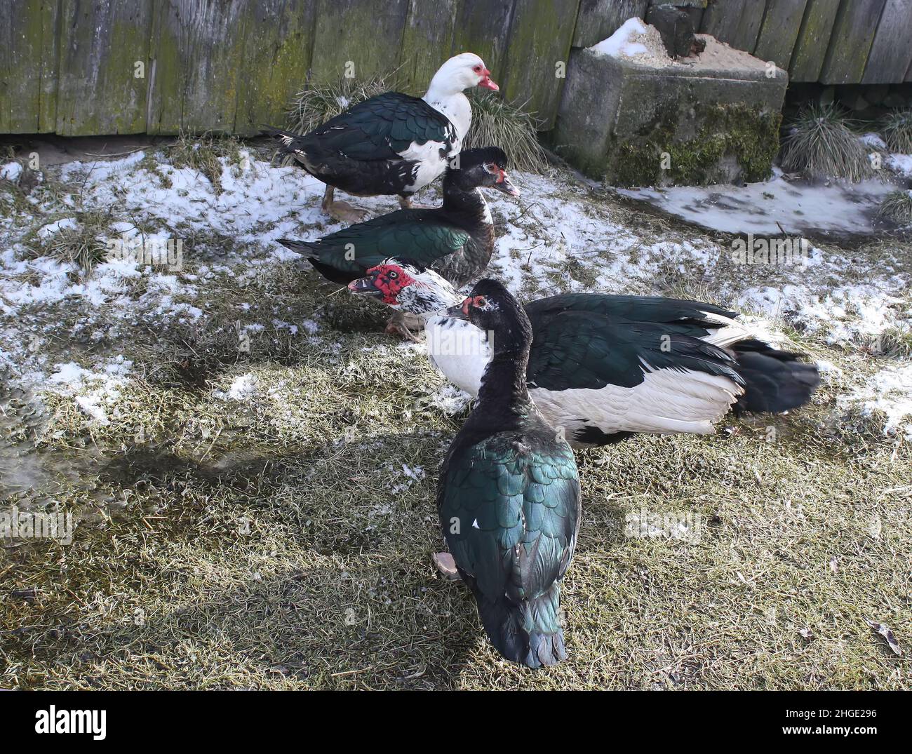 Domestic duck on farm yard background. Vintage effect style Stock Photo ...