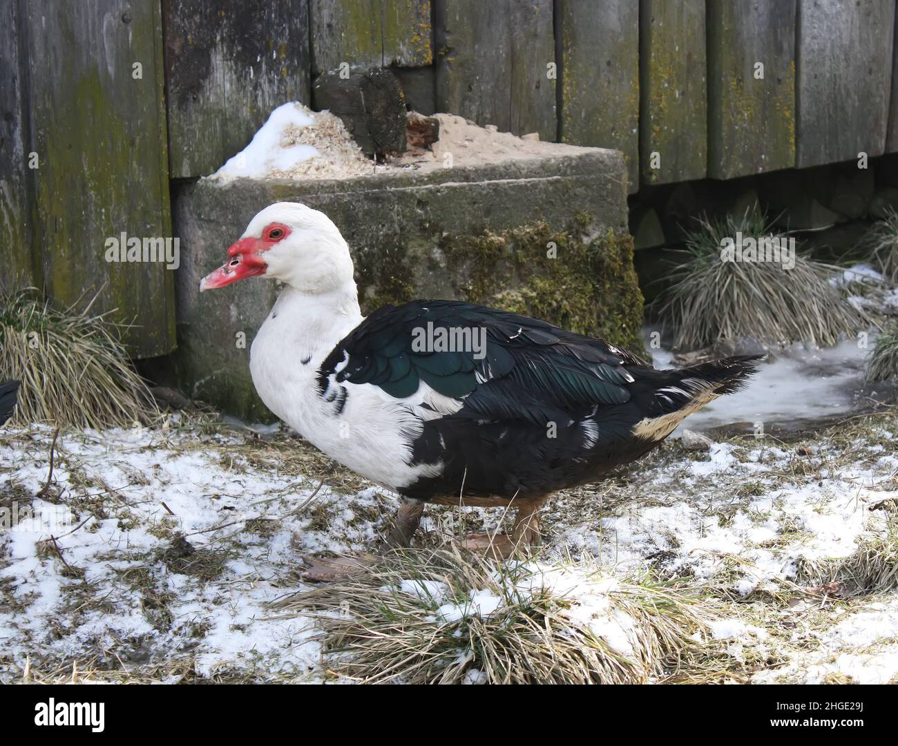 Domestic duck on farm yard background. Vintage effect style Stock Photo ...