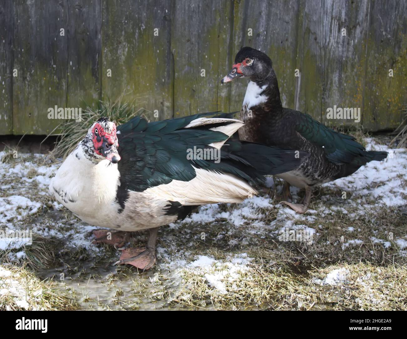 Domestic duck on farm yard background. Vintage effect style Stock Photo ...