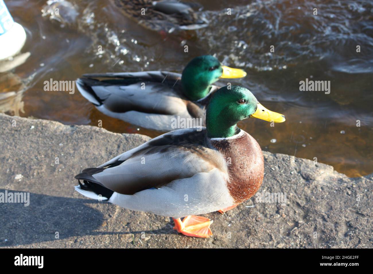 Domestic duck on farm yard background. Vintage effect style Stock Photo ...