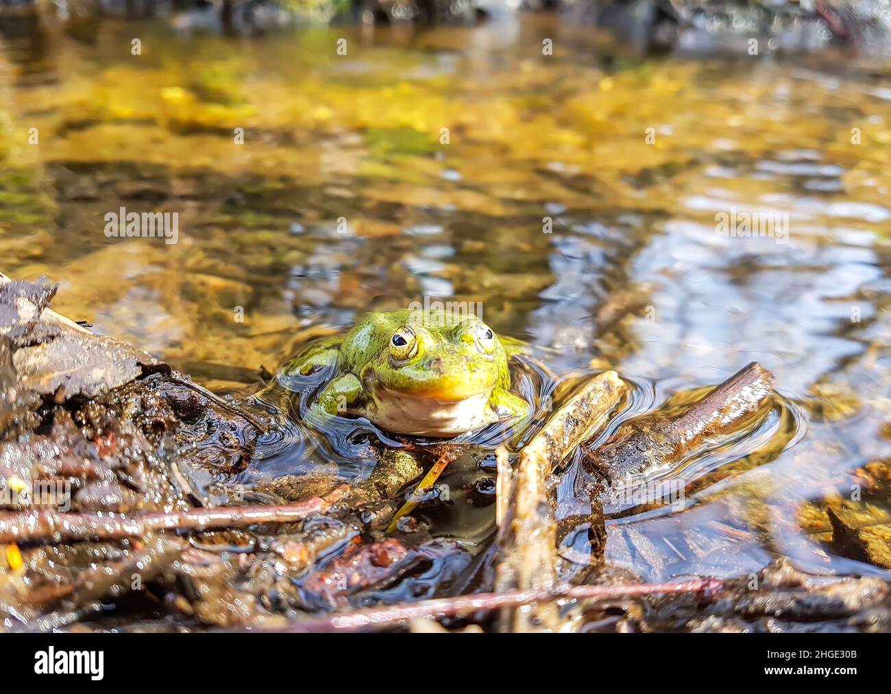 Leaf green stream frog hi-res stock photography and images - Alamy