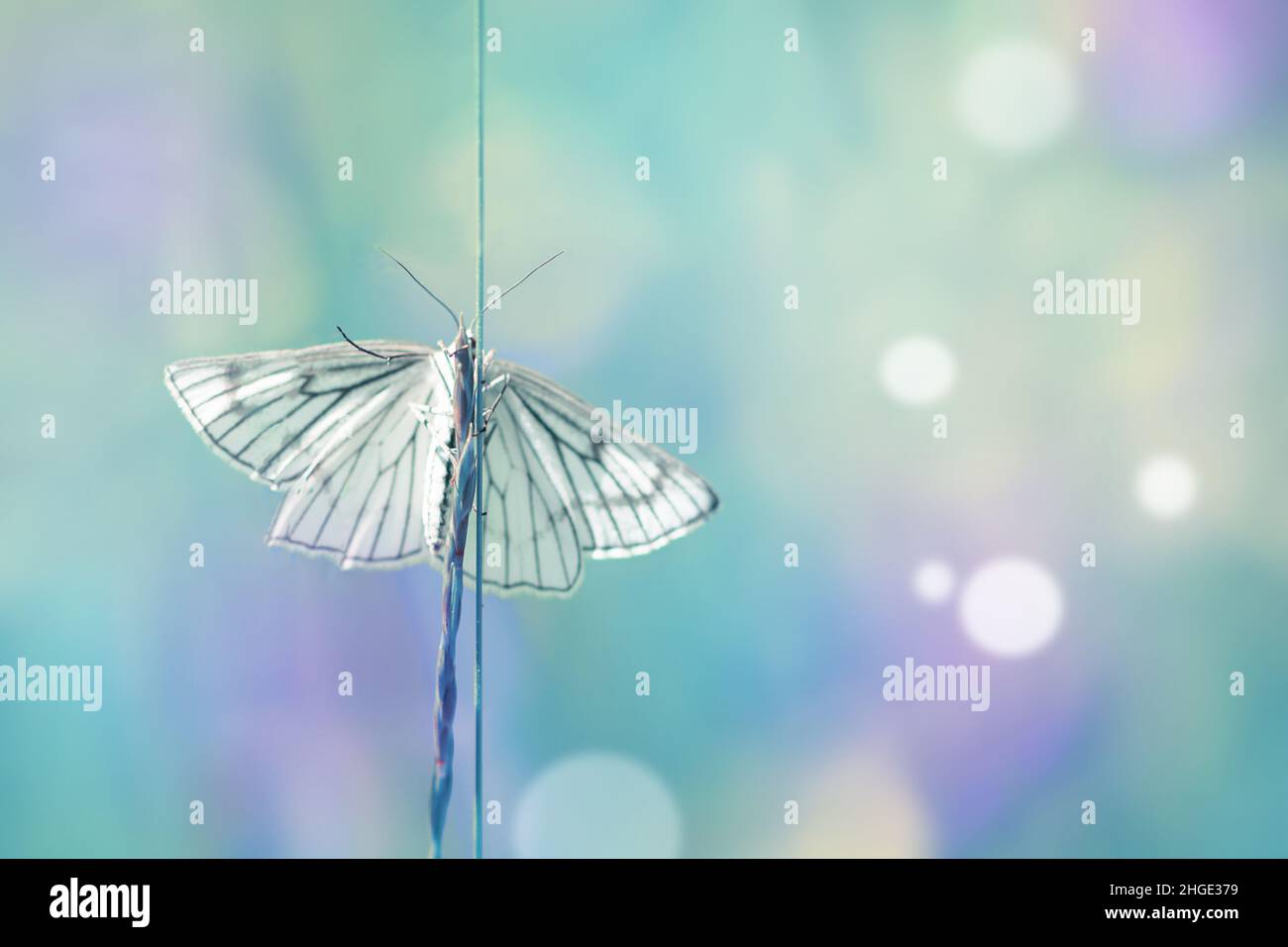 Fresh green grass and butterfly in morning cool haze. Abstract spring ...