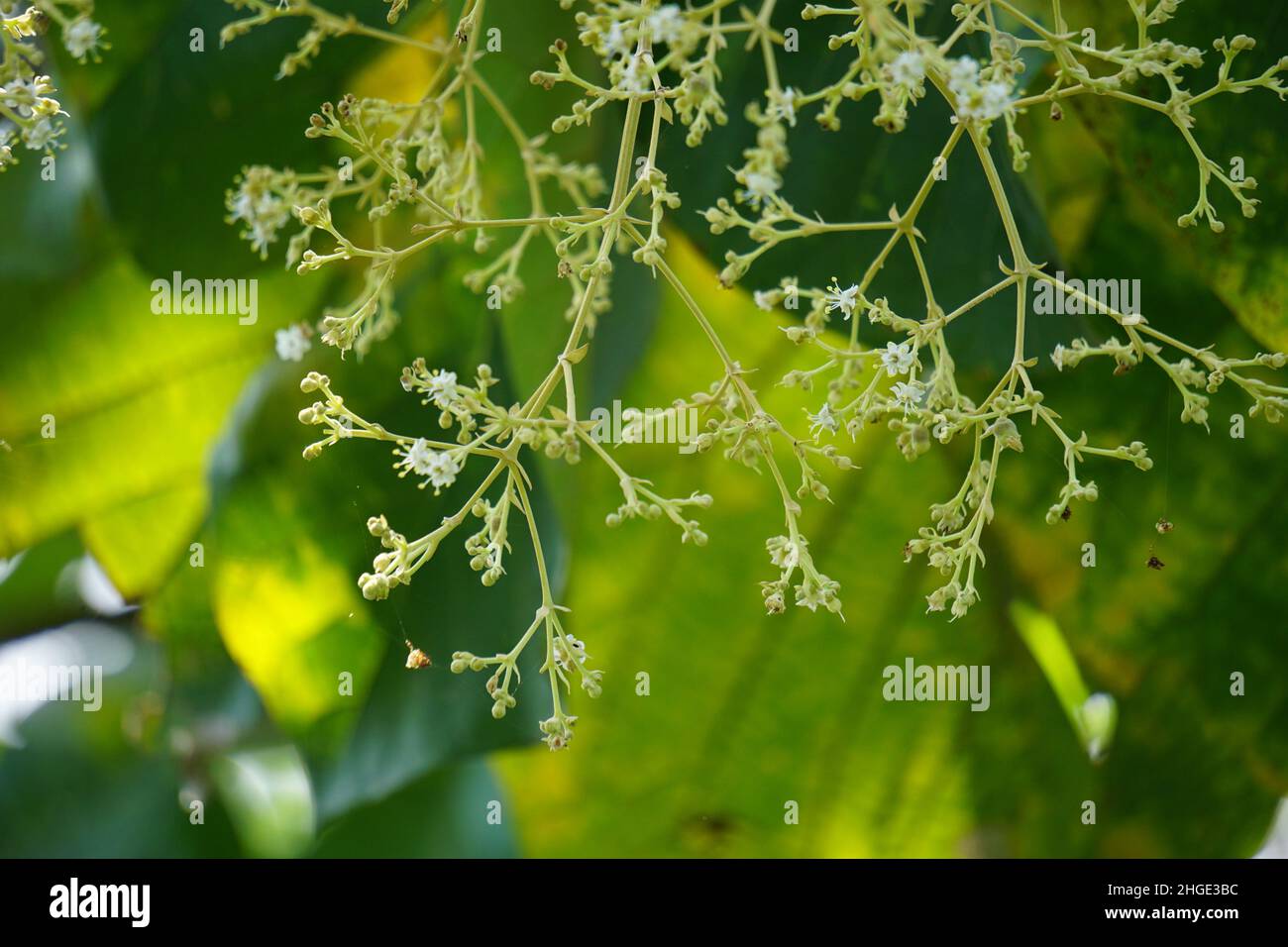 The flower of teak tree with a natural background. This plant also ...