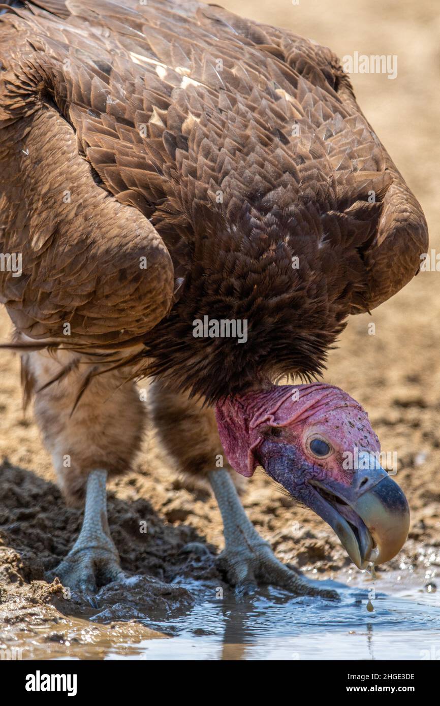Lappet Faced Vulture in the Kgalagadi Stock Photo - Alamy