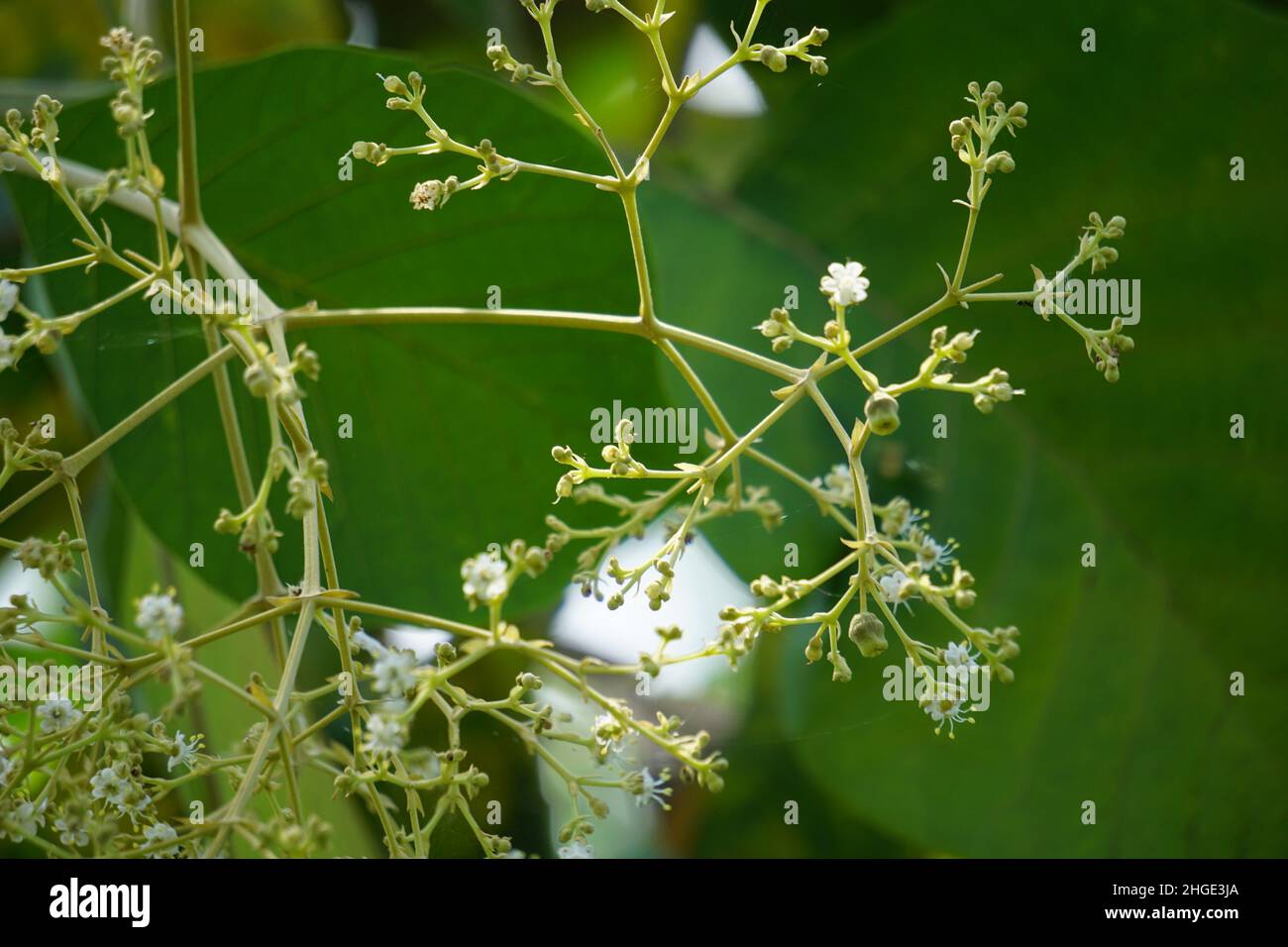 The flower of teak tree with a natural background. This plant also ...