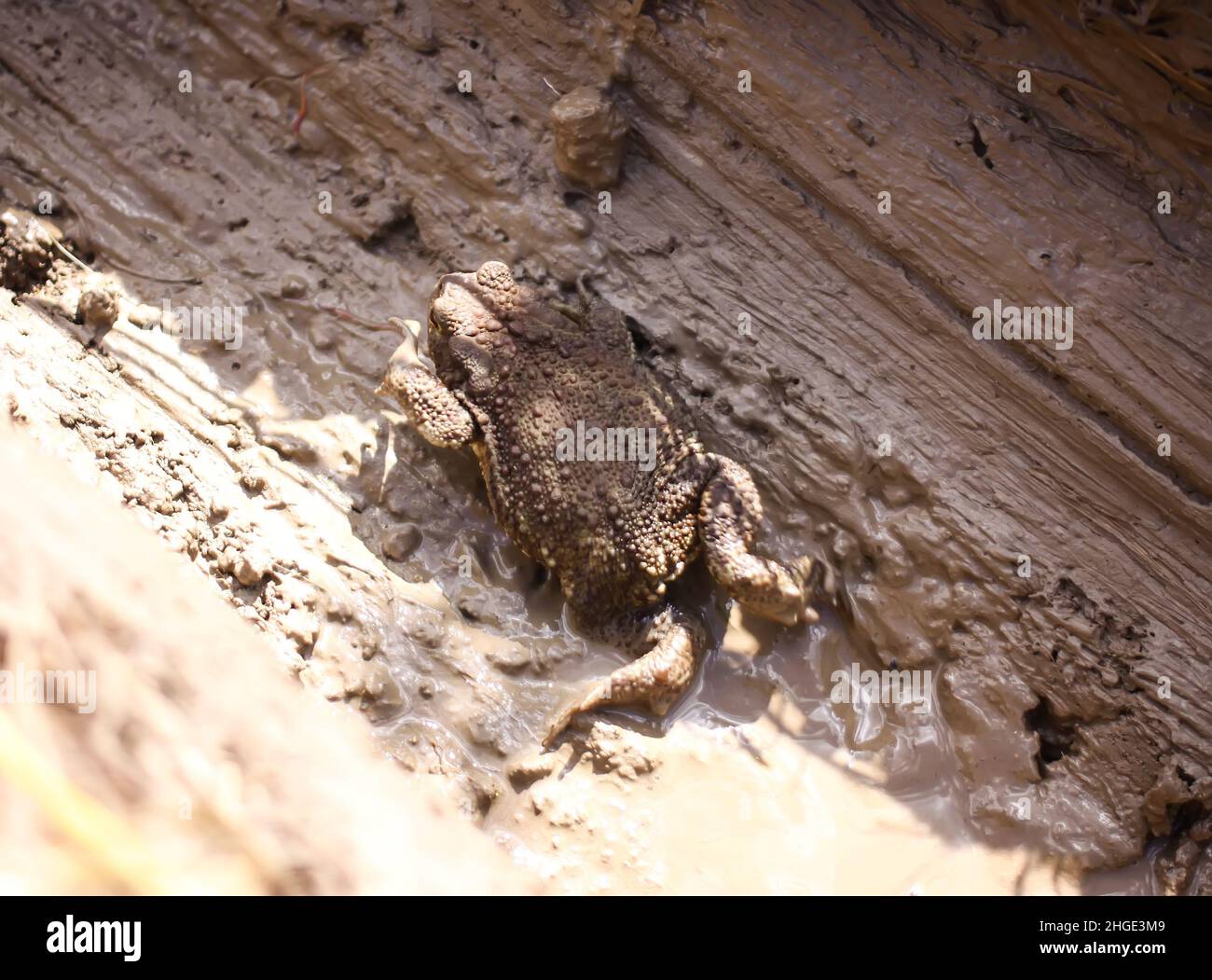 Puddle in the nature hi-res stock photography and images - Alamy