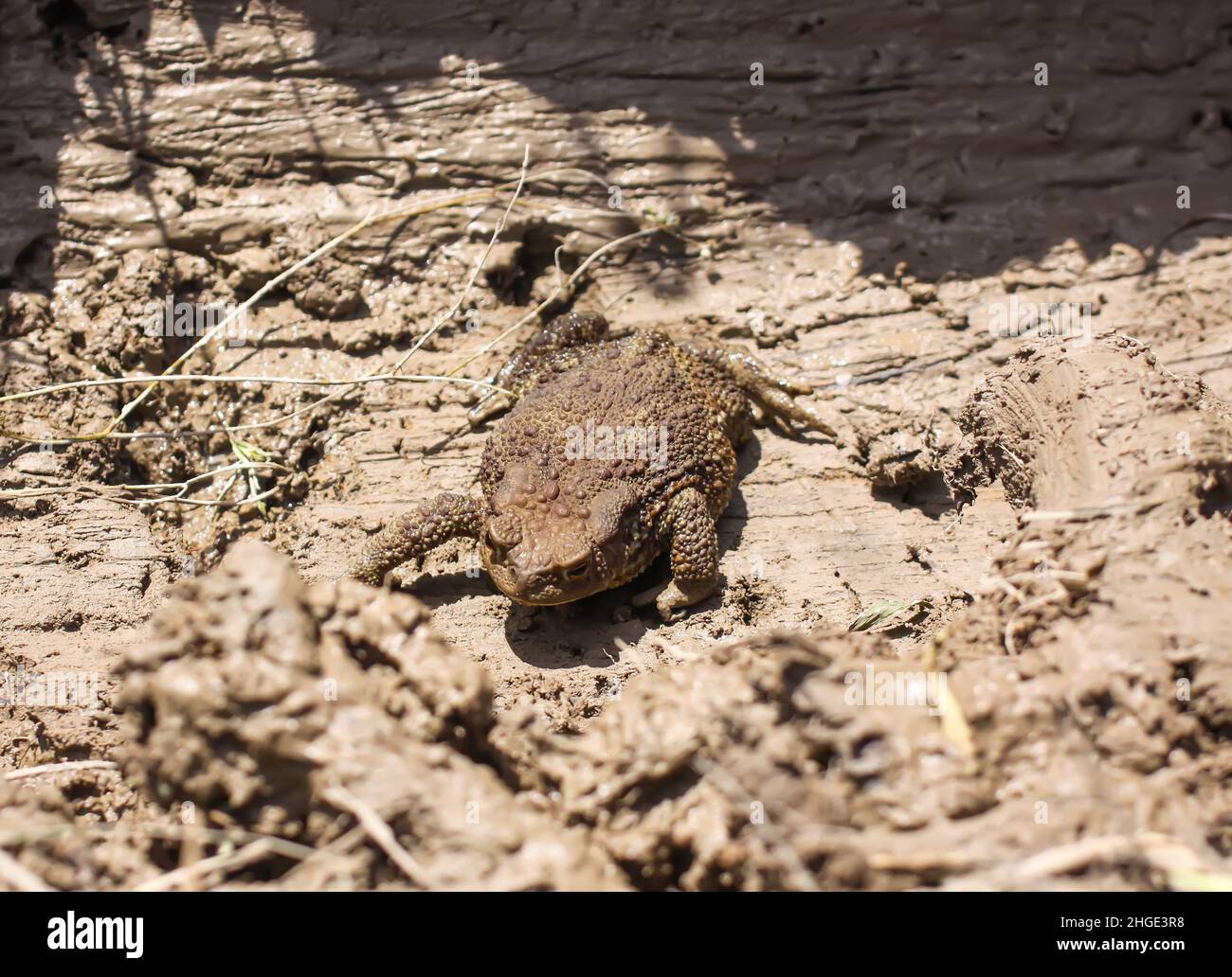 Puddle in the nature hi-res stock photography and images - Alamy