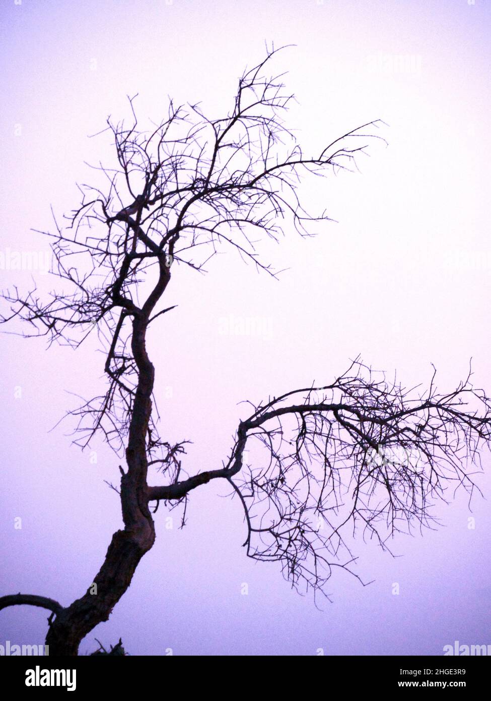 A big tree without leaves with a beautiful background sky Stock Photo ...