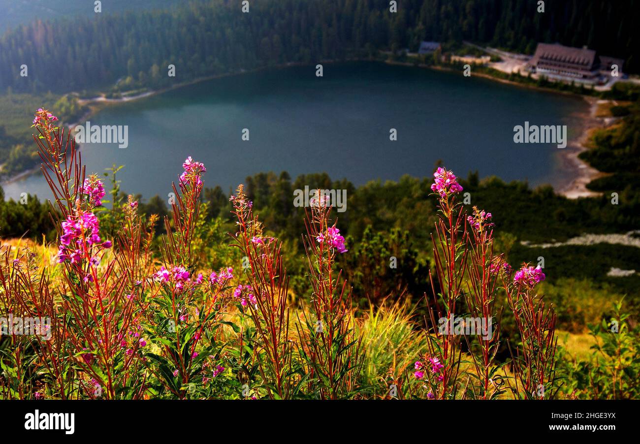 Chamerion angustifolium commonly known as fireweed flowers on blurred ...
