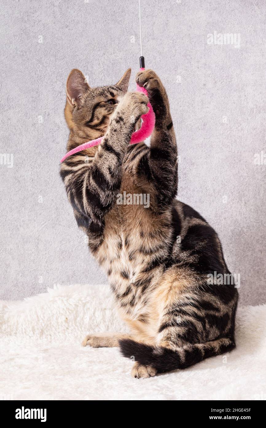 A kitten with black streaks on its fur sits funny on its hind legs and ...