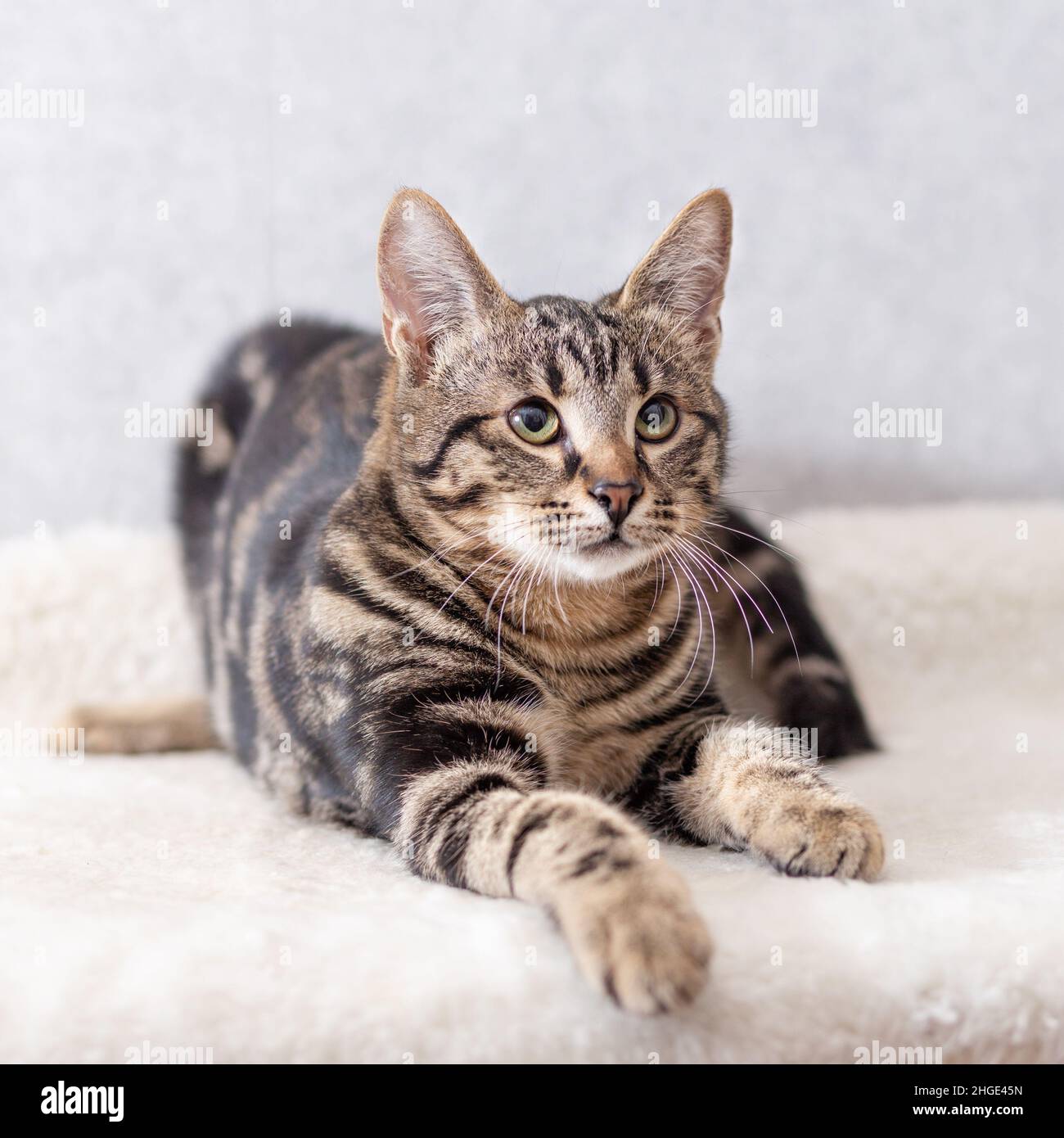 A kitten with black streaks on its fur lies on its couch and follows ...