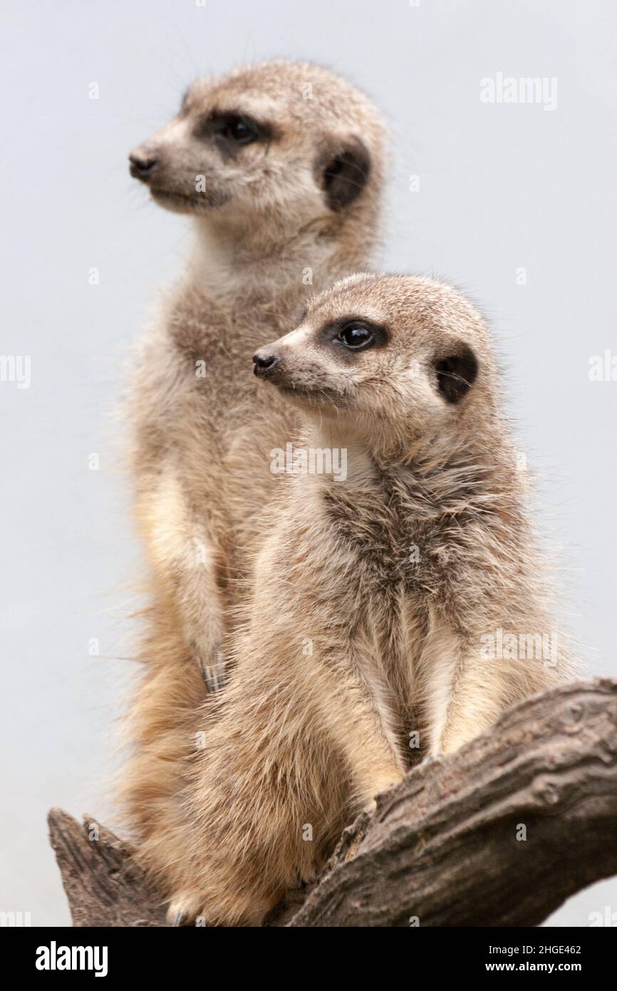 Suricate funny hi-res stock photography and images - Alamy