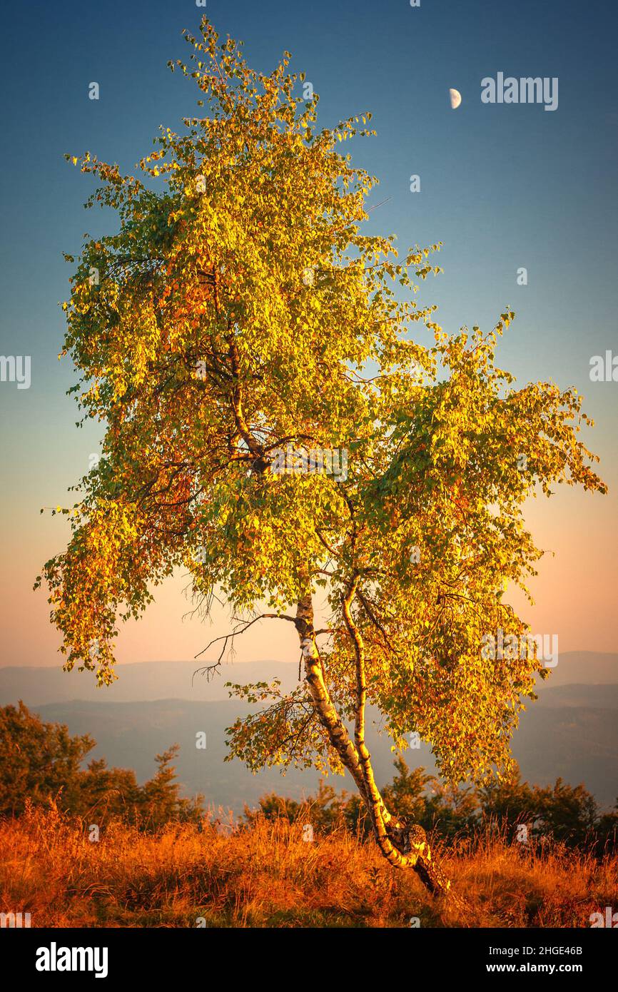Birch in the sunset hi-res stock photography and images - Alamy