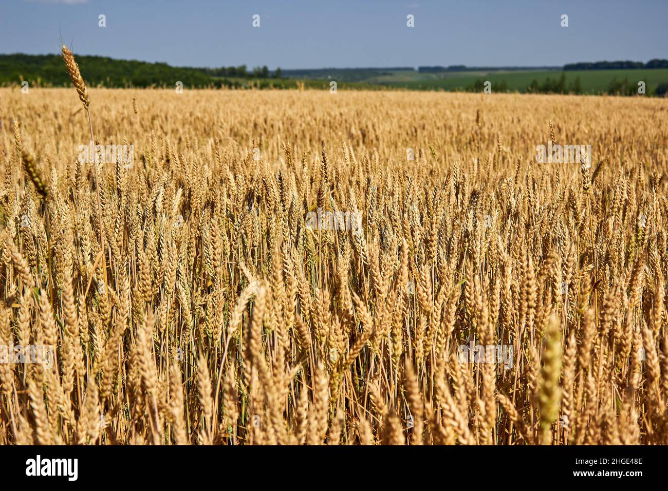 The golden field of wheat is maturing. Wheat spikelets on the ...